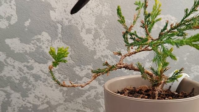 Можжевельник. Часть 4