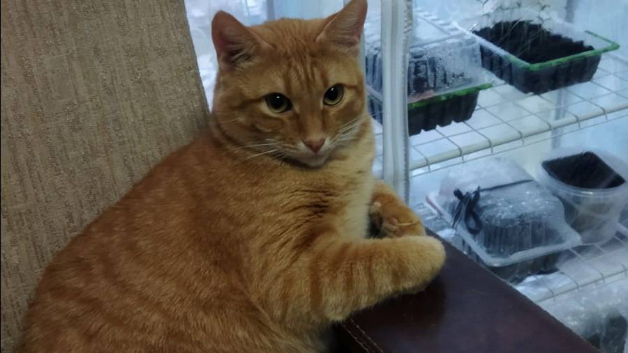 Покатушки в квартире