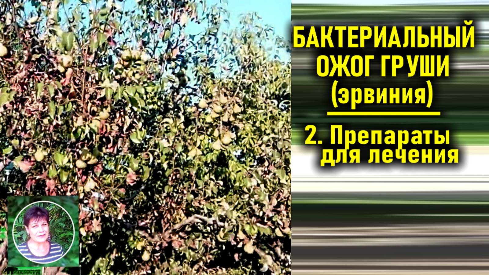 Черные листья на груше -бактериальный ожог груши. Часть2  Когда и чем лечить