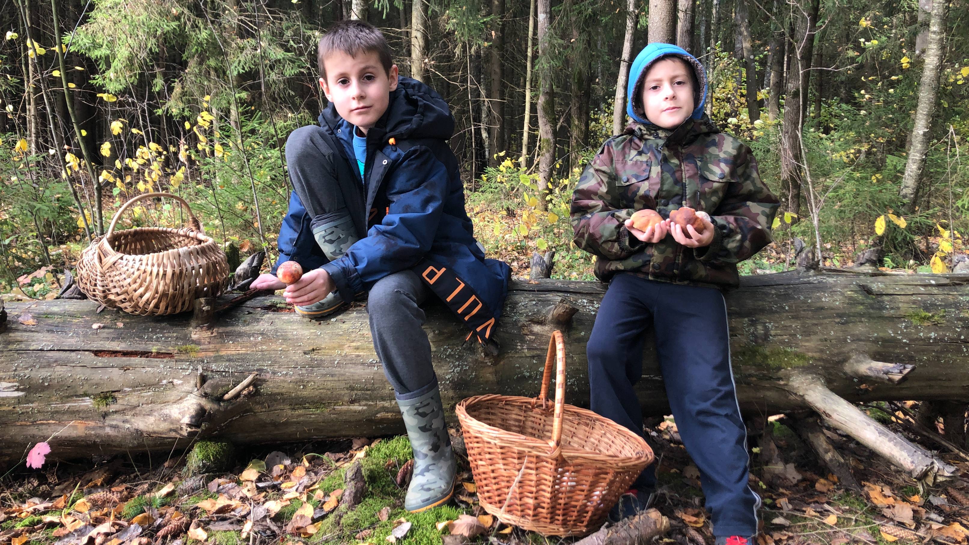 Тихая охота 2020 | Решили с детьми набрать грибочков на жюльен