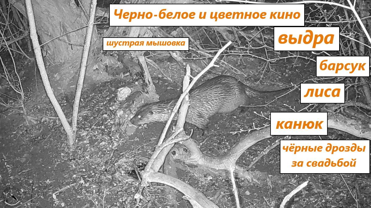 Скрытая жизнь леса: выдра, лиса, барсук, канюк, пара чёрных дроздов, шустрая мышовка. Апрель 2025