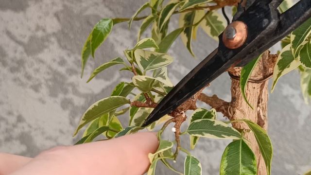 Фикус со СВОПа. Часть 2.