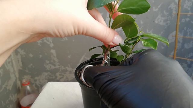 Фикус микрокарпа №4. ЧАСТЬ 2.