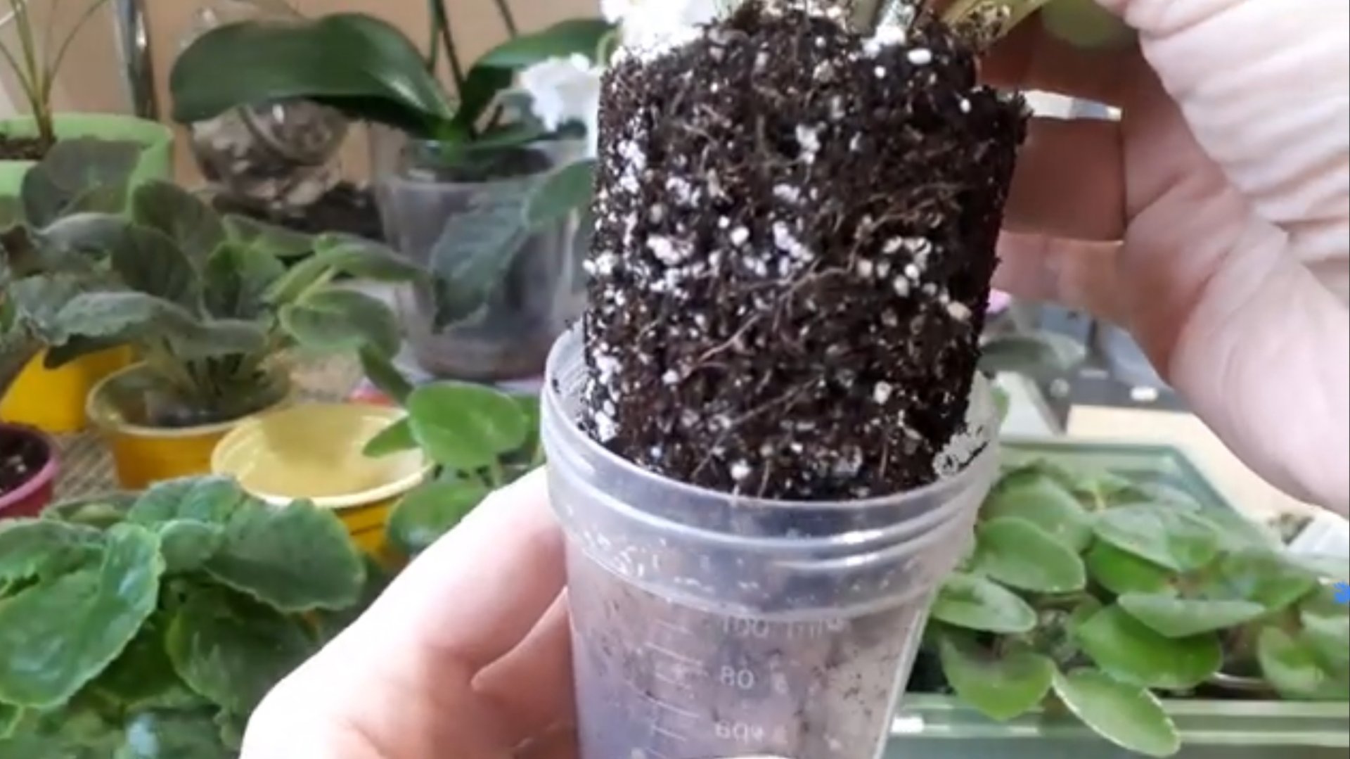 МОЩНЫЕ КОРНИ у Фиалки! Как нарастить?