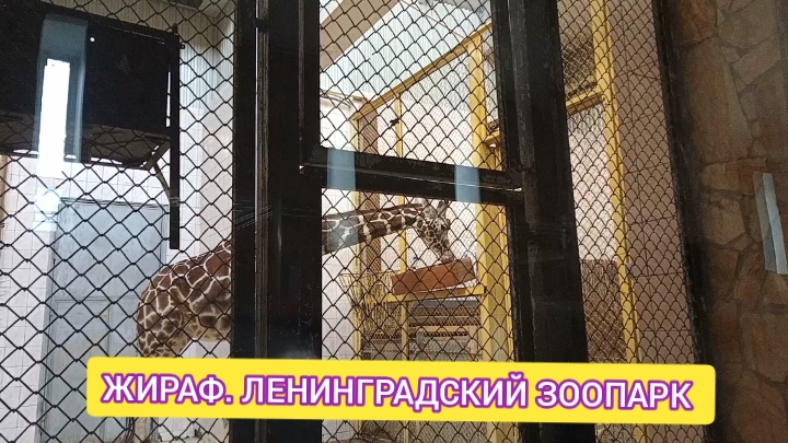Путешествие в Санкт-Петербург. Ленинградский зоопарк. Жираф