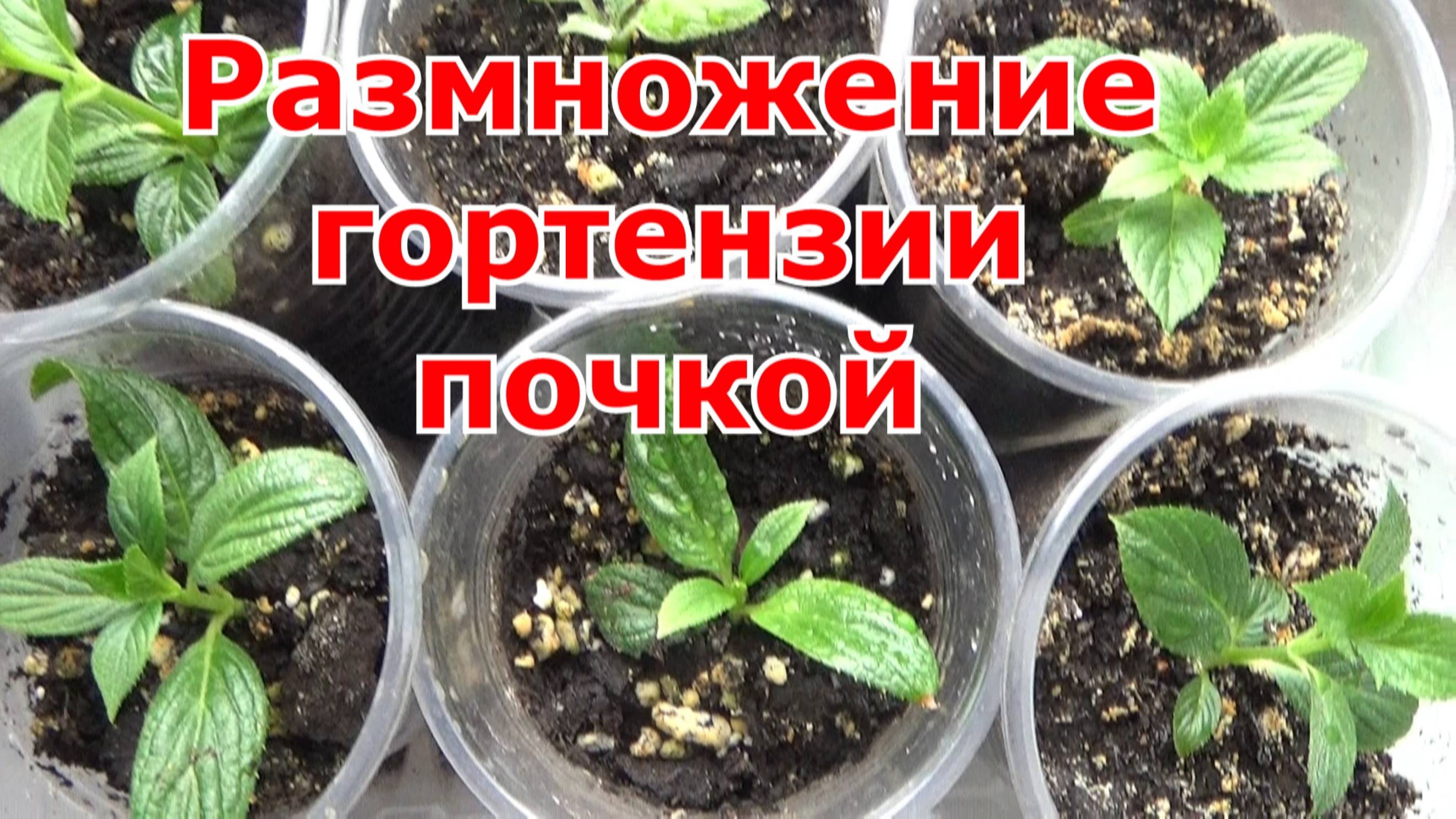 Размножение гортензии почками