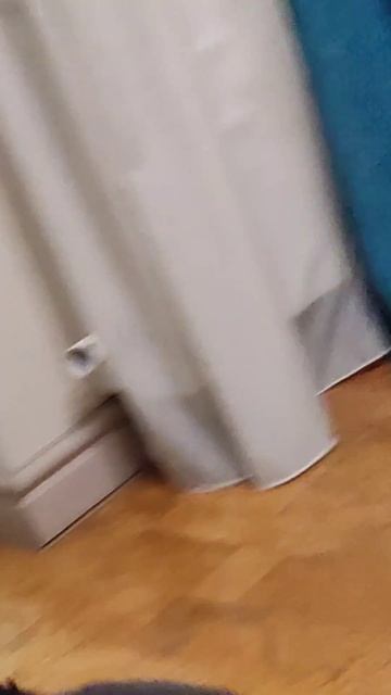 Черчилль дал Коржею по башке. #милые_котики #edit