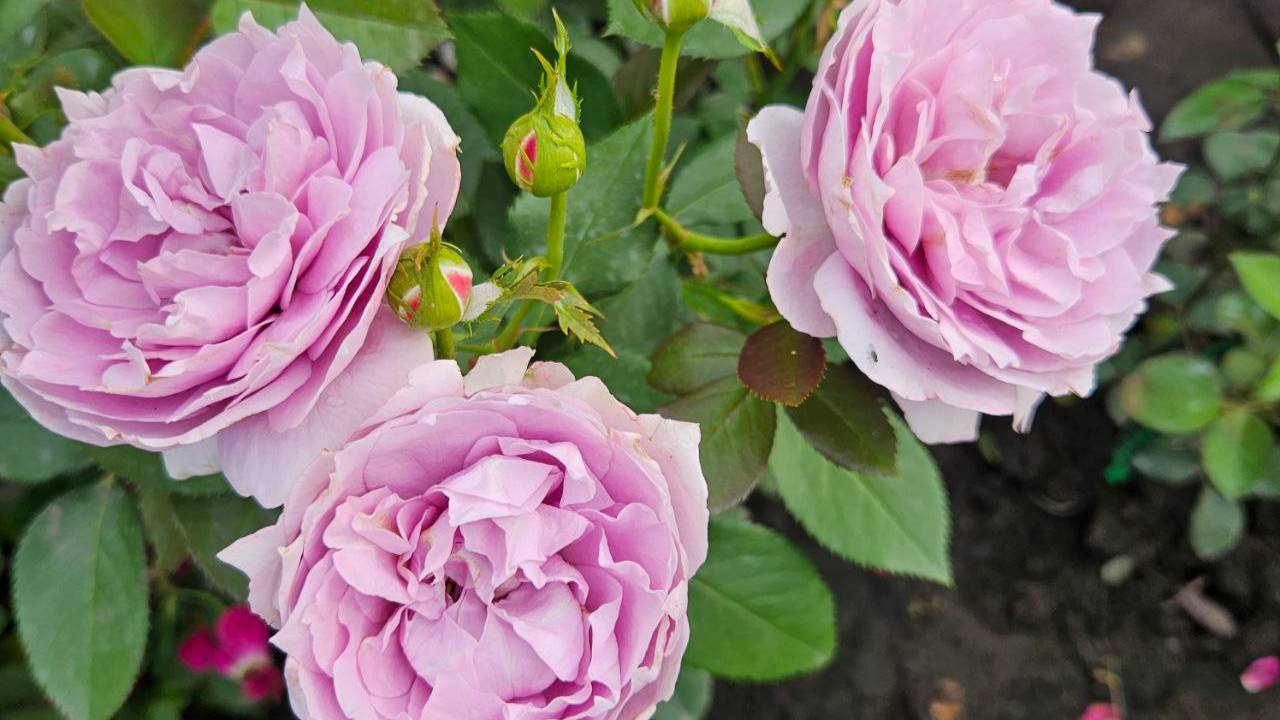 Набор из 10 молодых саженцев роз