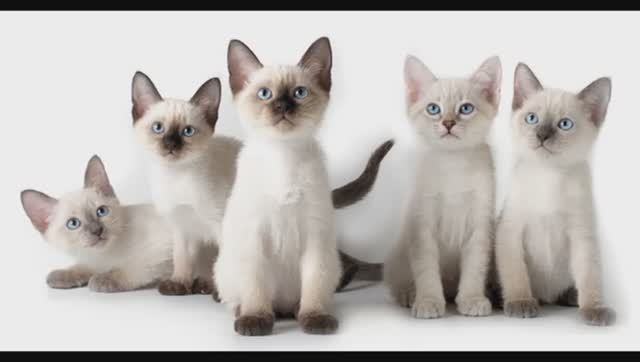 Как назвать сиамскую кошку - краткий обзор