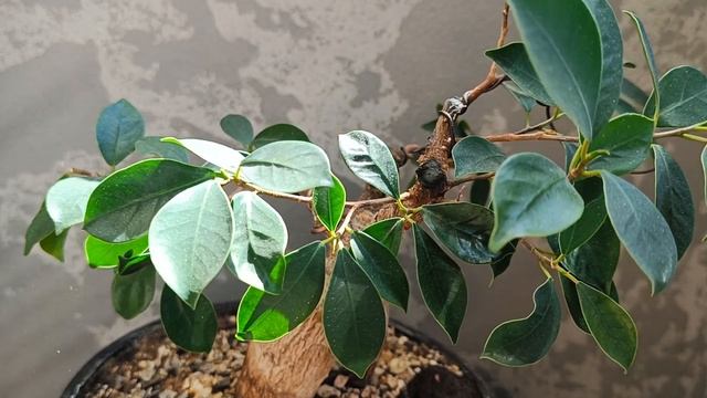 Фикус микрокарпа с раздвоенным стволом. Часть 2.