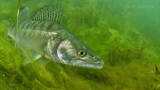 В каких местах водоёма зимой можно поймать Обыкновенного судака  — Sander lucioperca ?