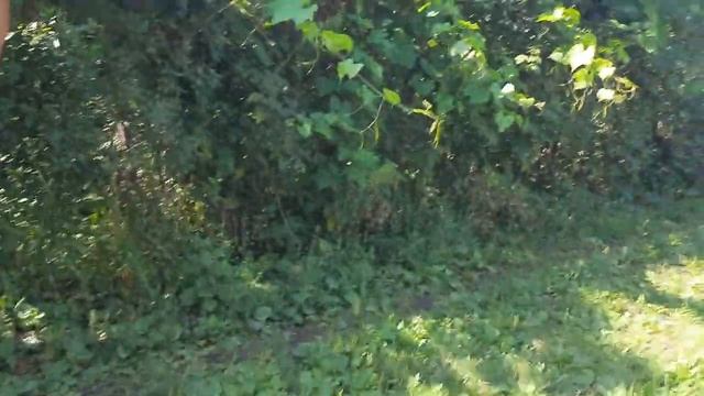 ВСЕ_ЗАРОСЛО🥺__СТРОИТЕЛЬСТВО_КРЫШИ__ДАЧА_2024[1]