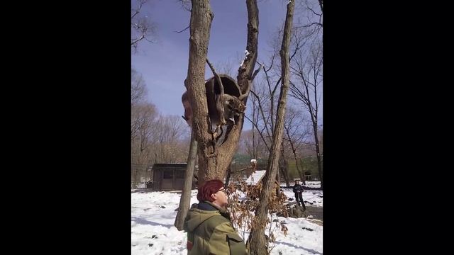 Владивосток март 2025. Дальневосточный Сафари Парк. Часть 4 Еноты.