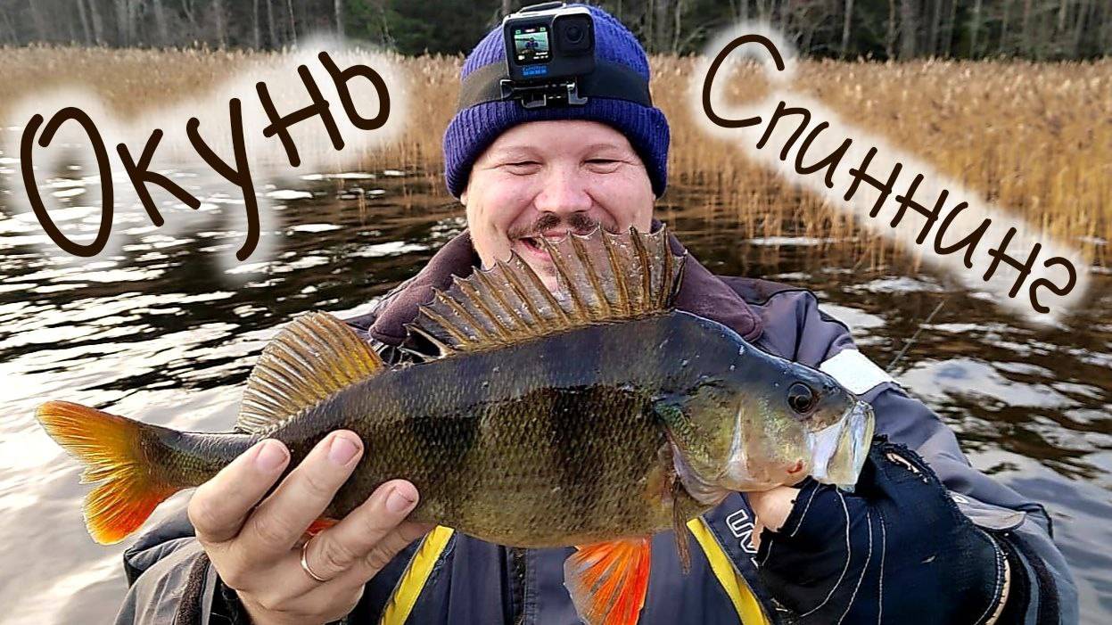 Окунь огромный 1116 гр. и Щука тоже поклевала удачная рыбалка получилась