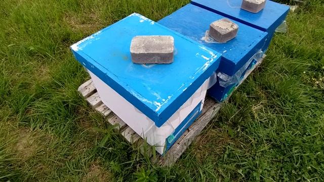 Подсаживаю плодных маток в отводки