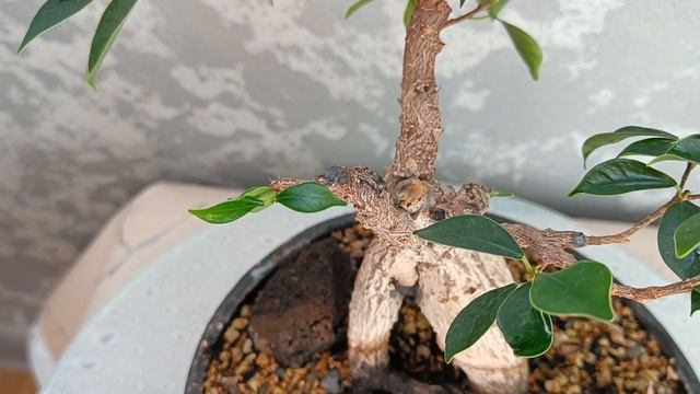 Фикус гинсенг. Часть 3.