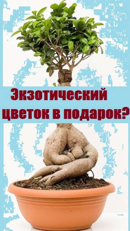 Какой ЭКЗОТИЧЕСКИЙ ЦВЕТОК выбрать в подарок подруге?