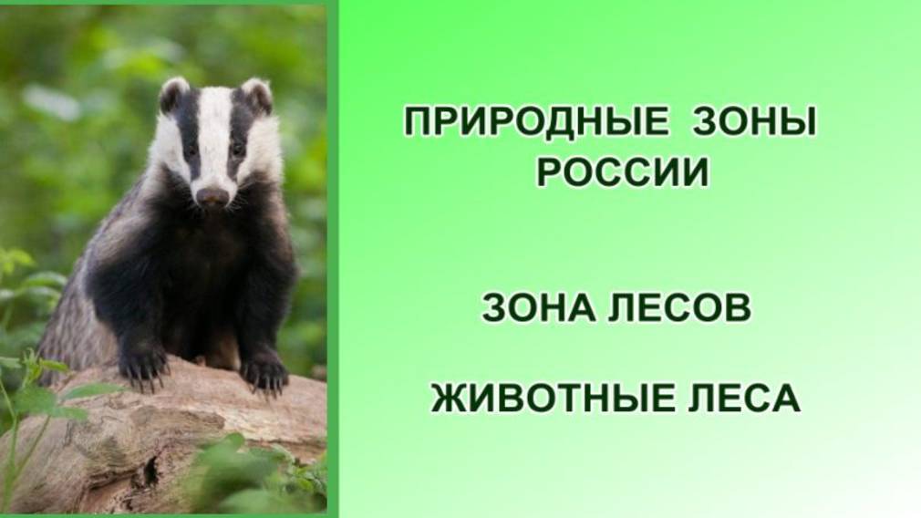 Животные зоны лесов (4 класс, окружающий мир)