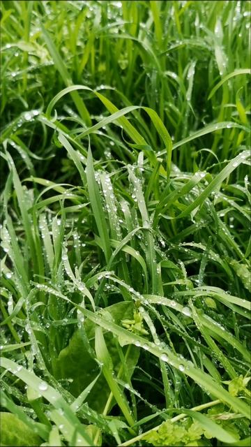 Зелёная трава с росой после дождя на фоне пения птиц ранним холодным апрельским утром в слабом свете