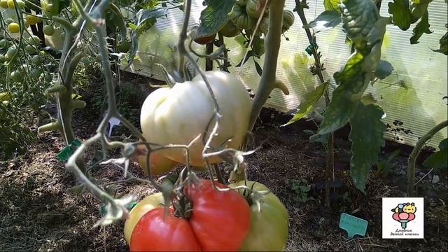 Шикарный вкусный томат Абаканский розовый. Выращивание и дегустация.