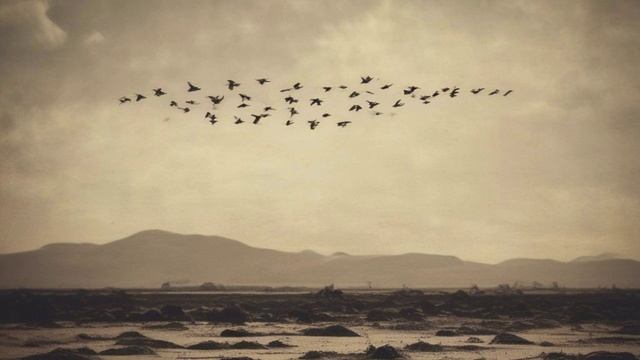 Летят чёрные птицы.