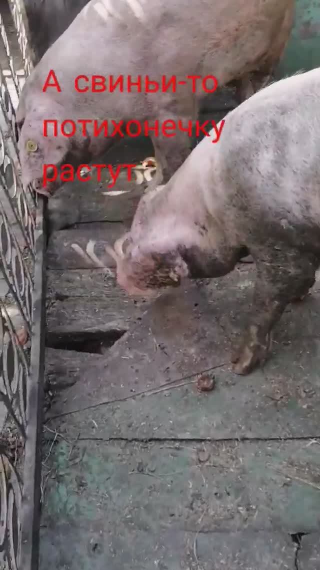 Домашние свиньи.