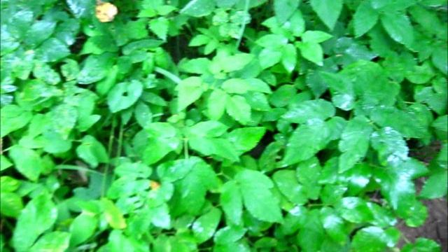 Она пришла ,победа