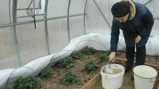 Выращивание ремонтантной клубники в теплице на даче. 2020 -2025 г.