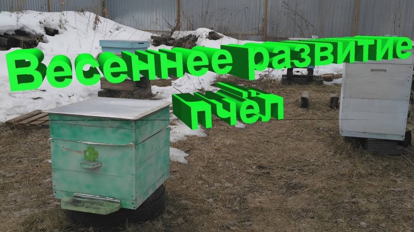 Как пчёлы развиваются весной? Уникальные наблюдения профессора Кашковского