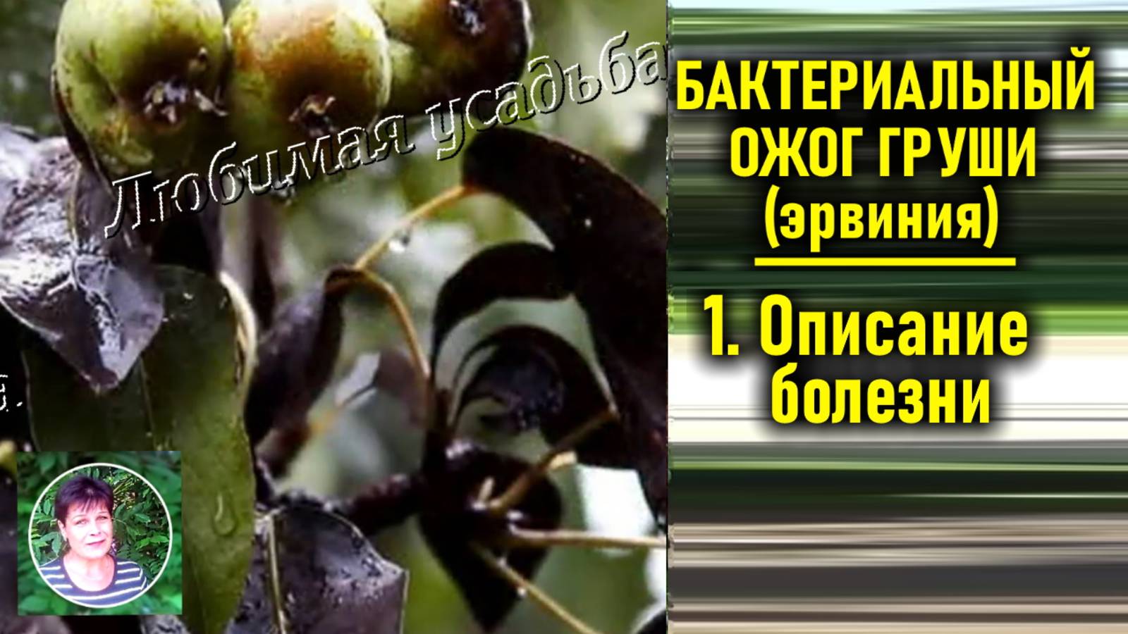 Черные листья на грушеЧасть 1 Что это Бактериальный ожог груши или эрвиния