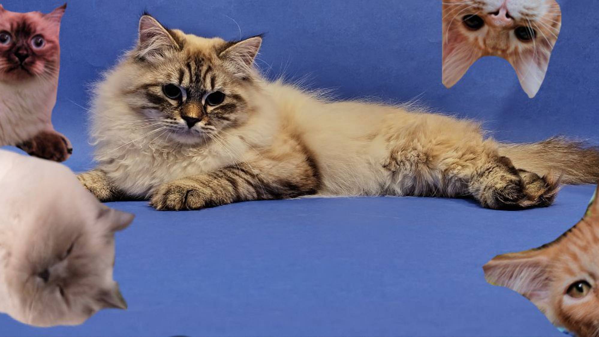 Котики и кошки. Клип.