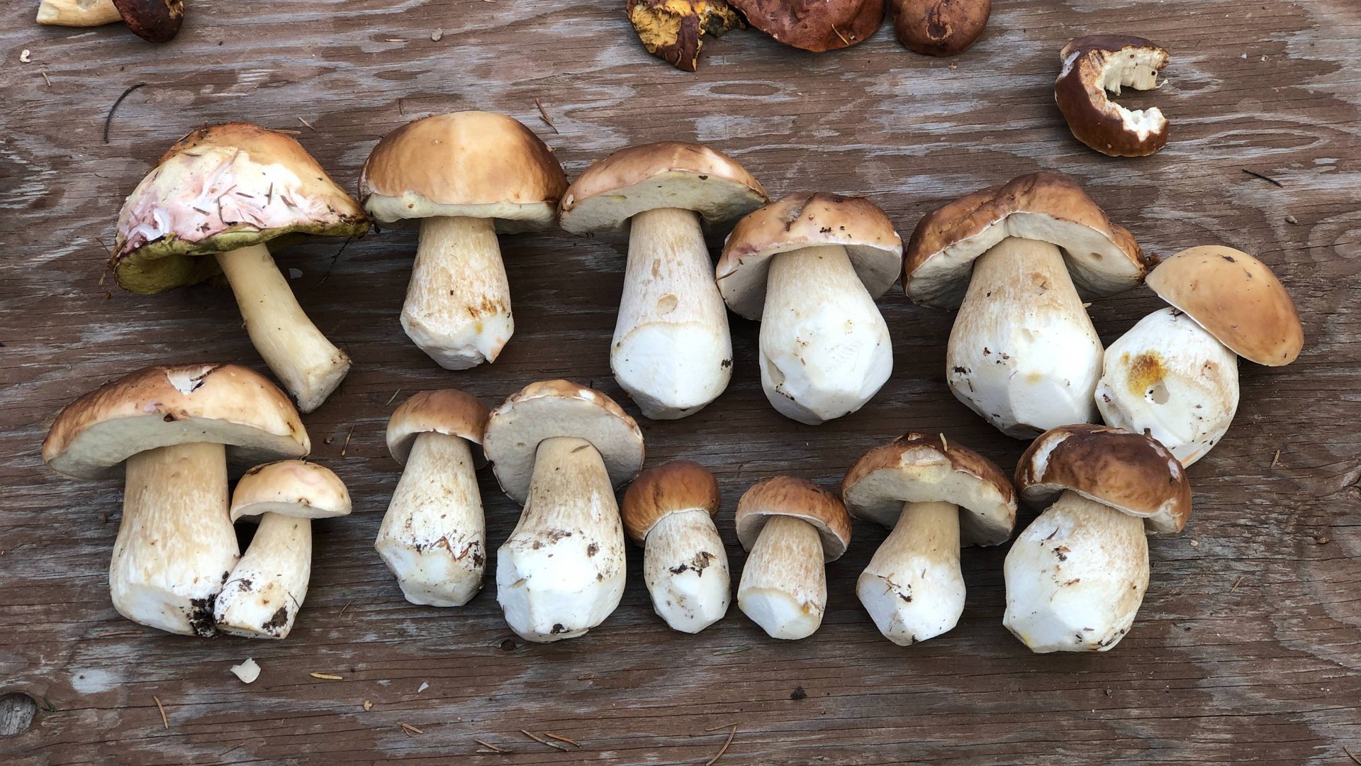 Тихая охота 2022 | Осенняя прогулка за грибами