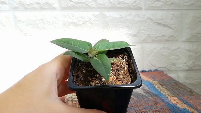 Фикус ингенс из семян. Хроника. ЧАСТЬ 1.