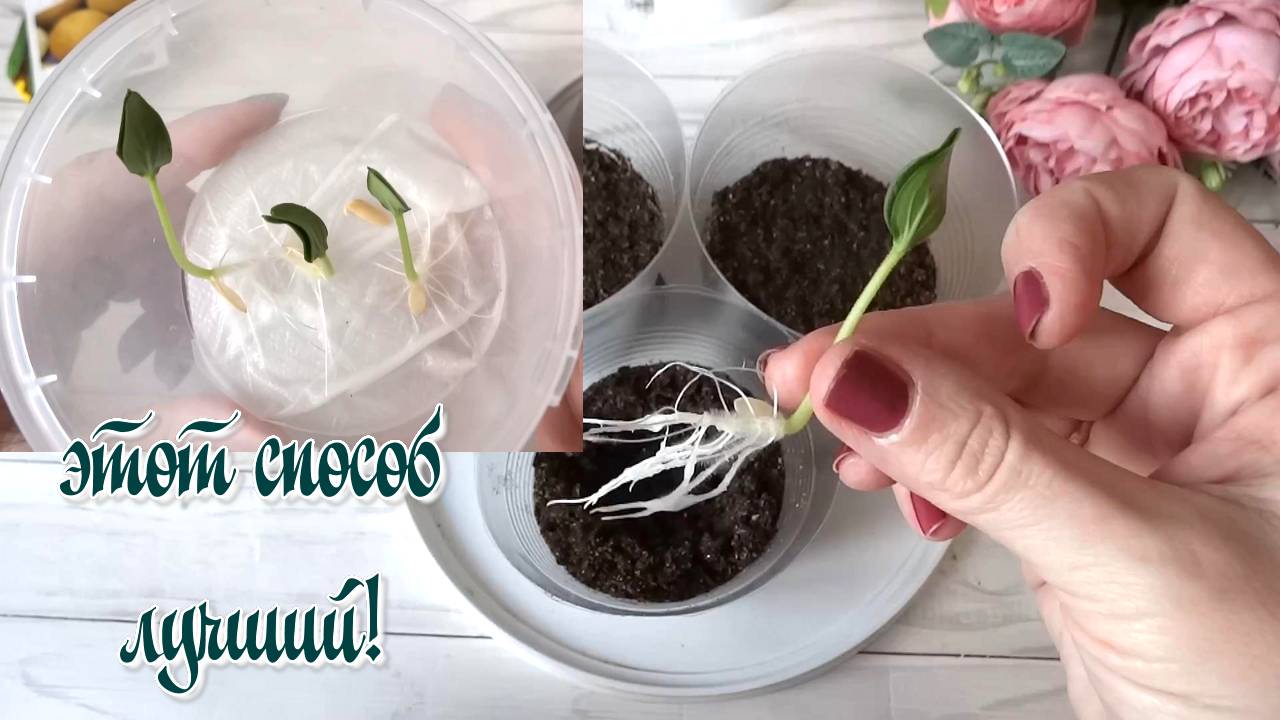 Лучший способ проращивания семян. Огурцы, кабачки, дыни, арбузы и т.д. Очень рекомендую!