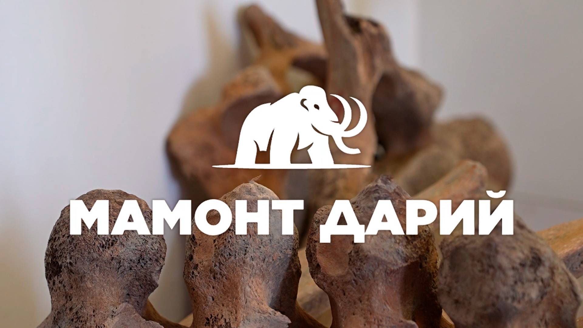 Мамонт Дарий. Новые поступления