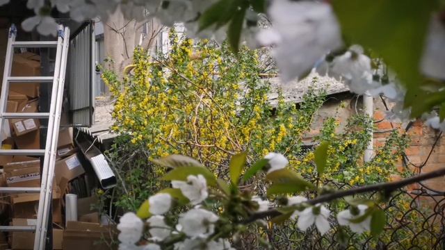 Смородина цветёт. Апрель