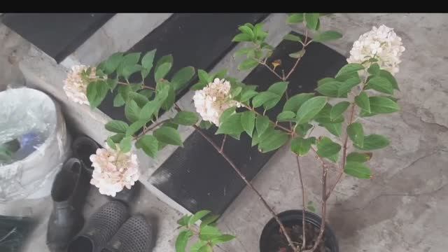 Новый триммер_ _покупка гортензии..mp4