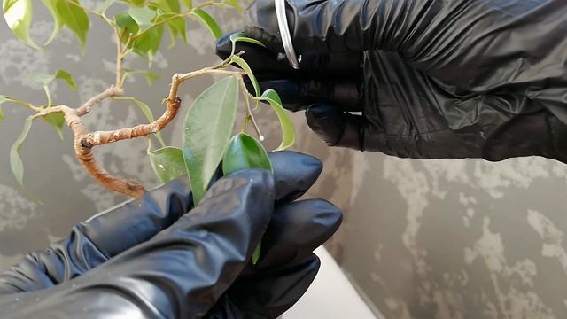 Фикус на камне. ЧАСТЬ 2.