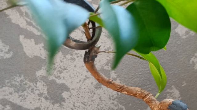 Фикус на камне. Часть 6.