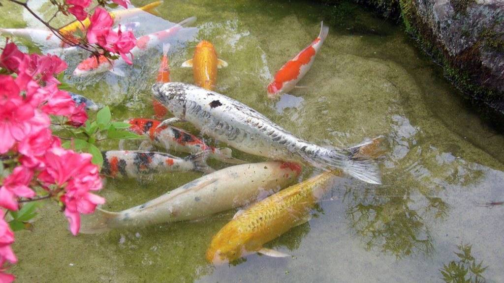 РР4 Ахтуба-Озеро Медное — буффало и цветные карпы Русская Рыбалка 4 (95 серия)