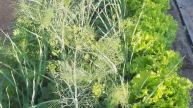 2016. Переселение растишек  из прикопа в теплицу. 1 апреля 2025 г.