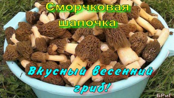 Сморчковая шапочка . Вкусный весенний гриб !