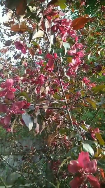 Краснолистная декоративная яблоня Роялти красива в любое время года.