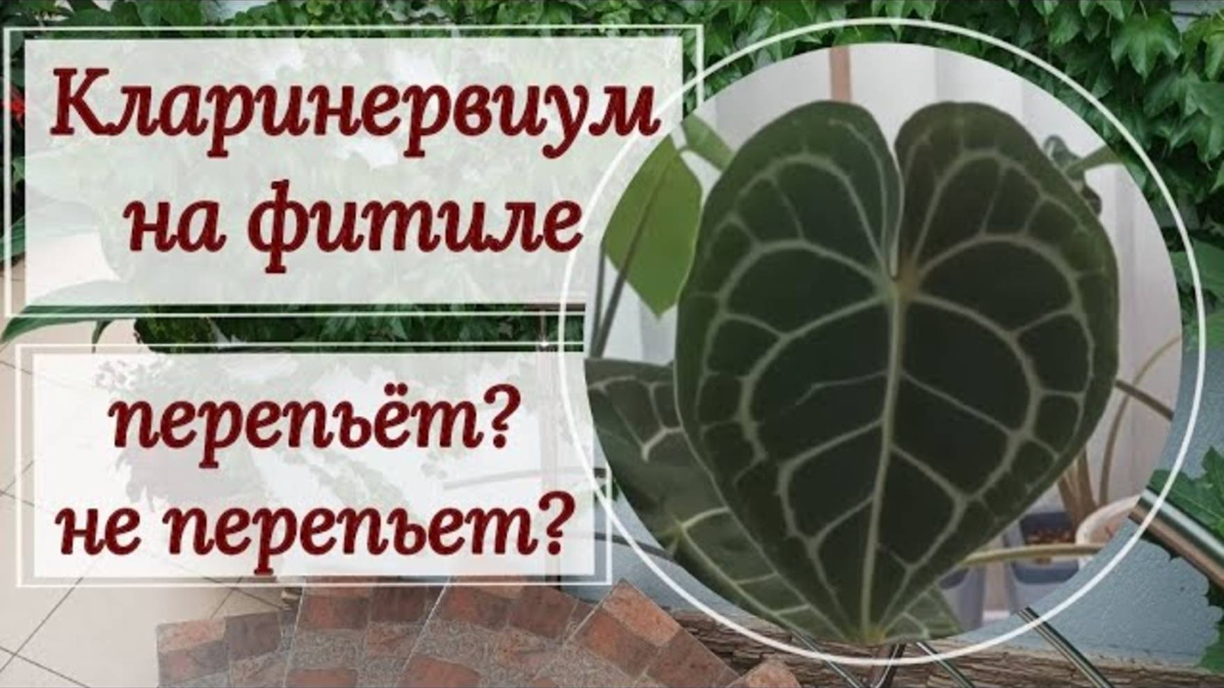 Антуриум кларинервиум на фитиле .