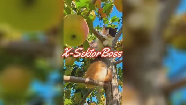 X-SektorBoss 193 - Белая птица