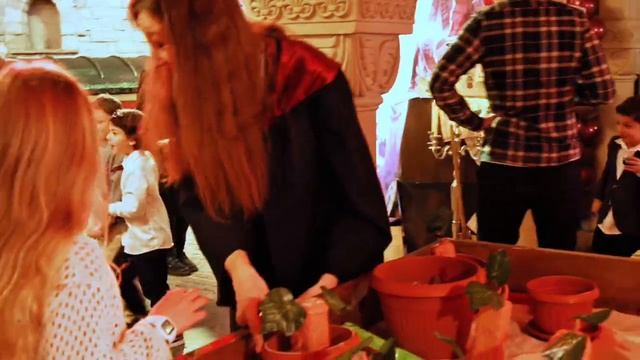 Мандрагоры