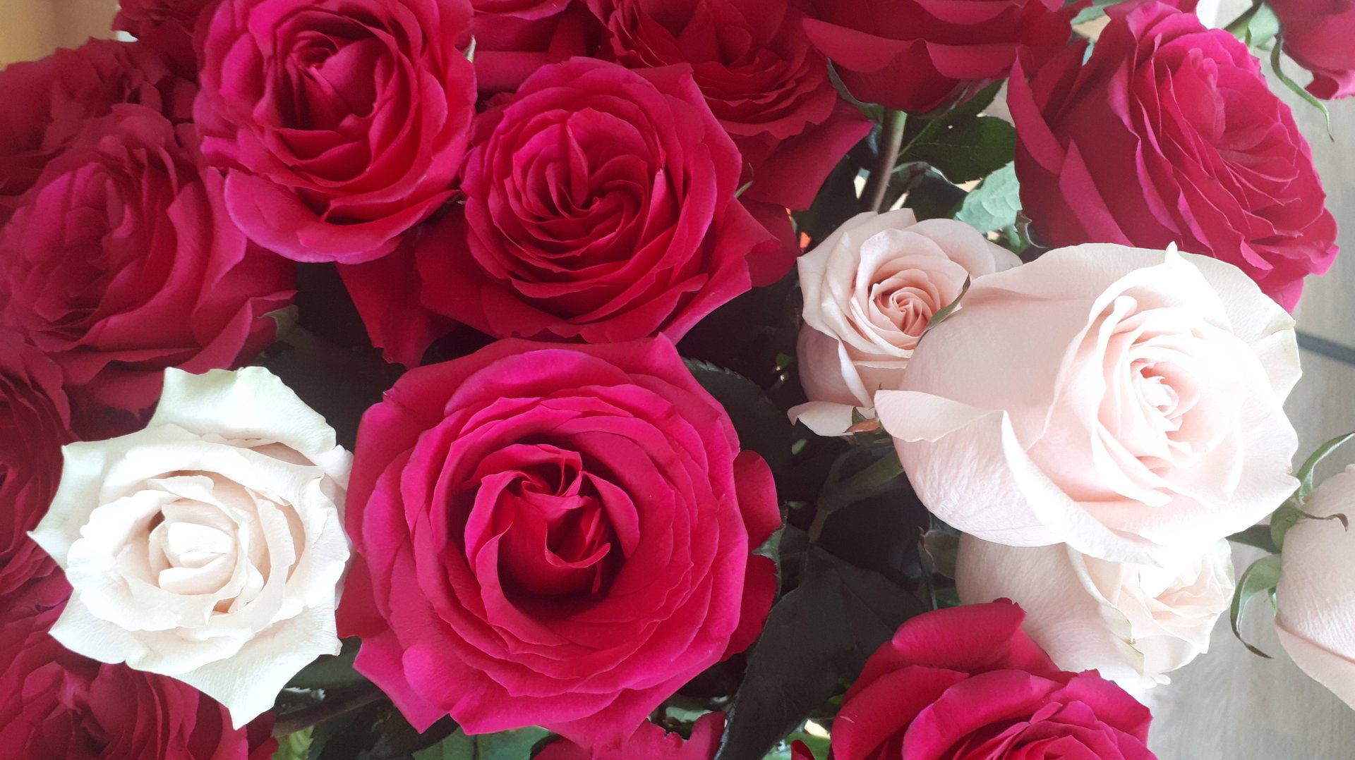 2024.  Высаживаю розы на ПМЖ в теплицу.