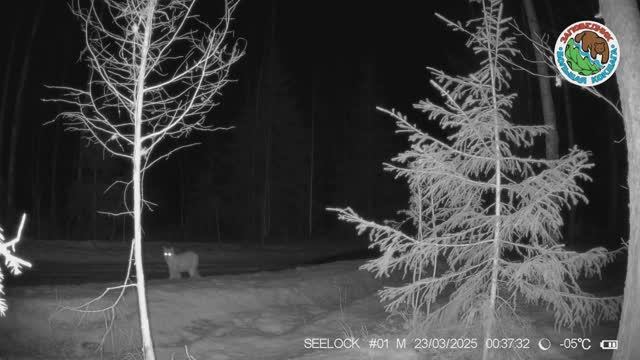 23.03.2025.Рысь.Заповедник Большая Кокшага.Неспешно идет ночью, останавливается и прислушивается