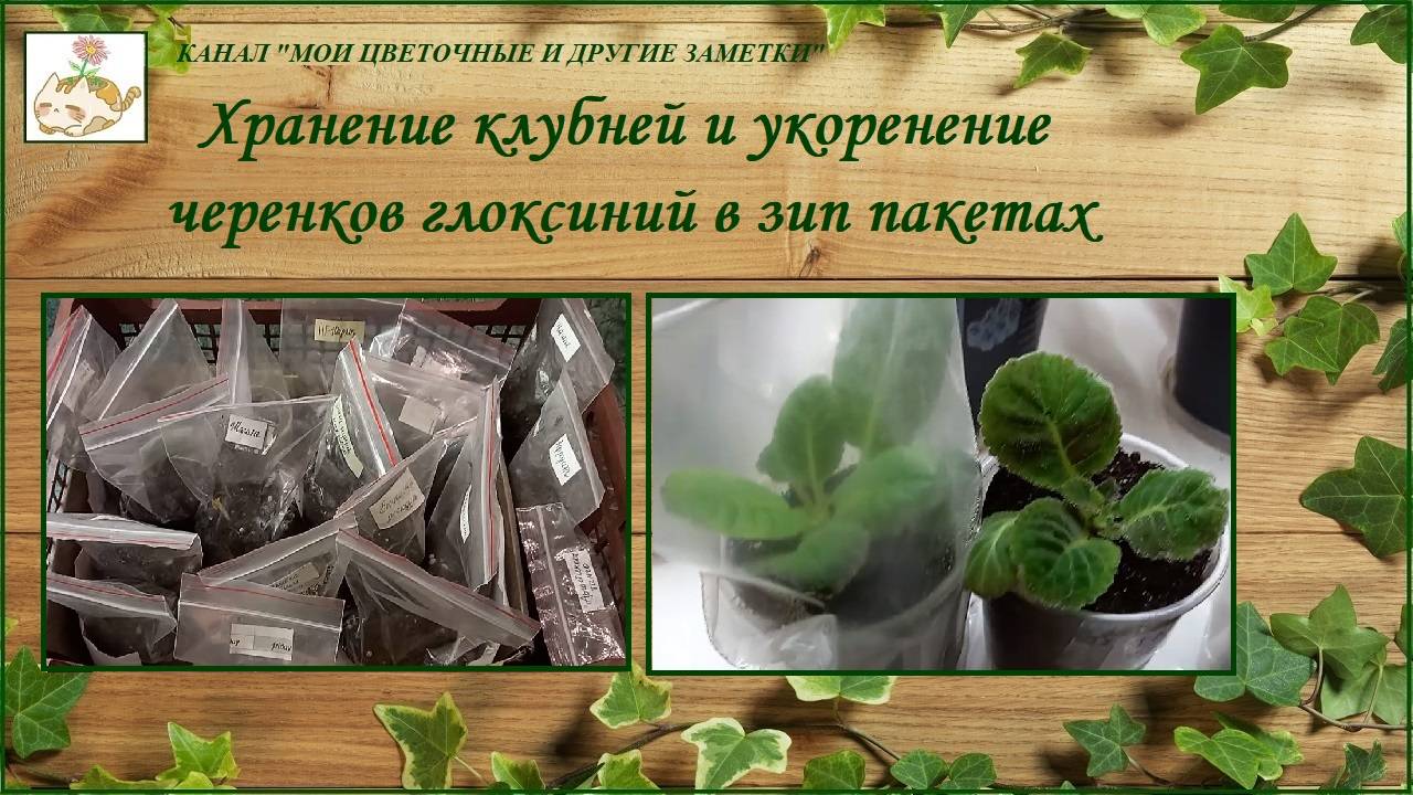 Глоксинии укоренение черенков в зип пакетах и  хранение клубней