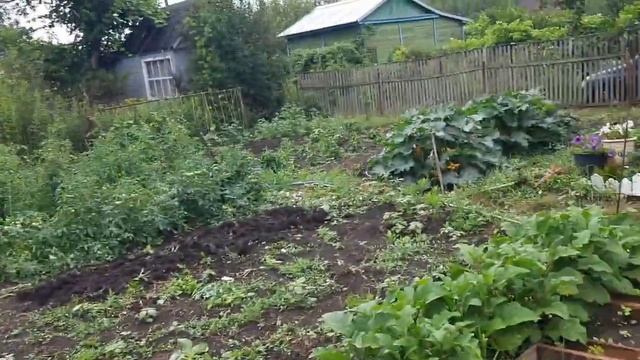 УРОЖАЙ ДАЧНЫЙ//ПОКУПКИ С ВАЛБЕРИС